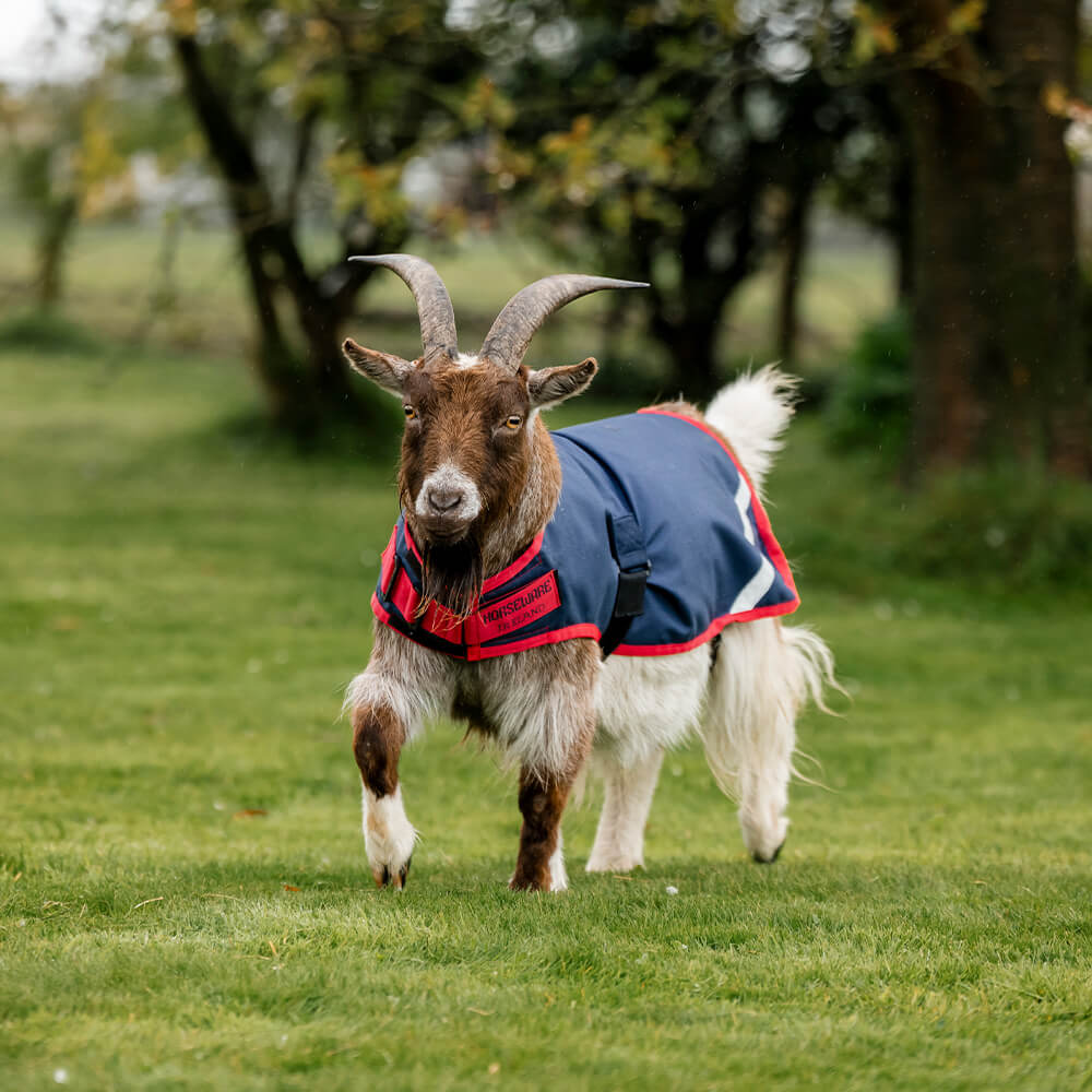 Horseware Goat Coat 200g | HorSeven